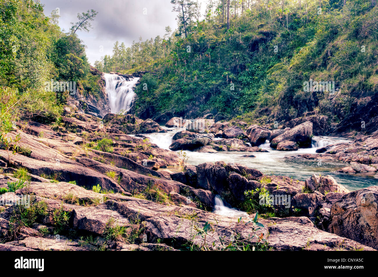 Mountain pine ridge hi-res stock photography and images - Alamy