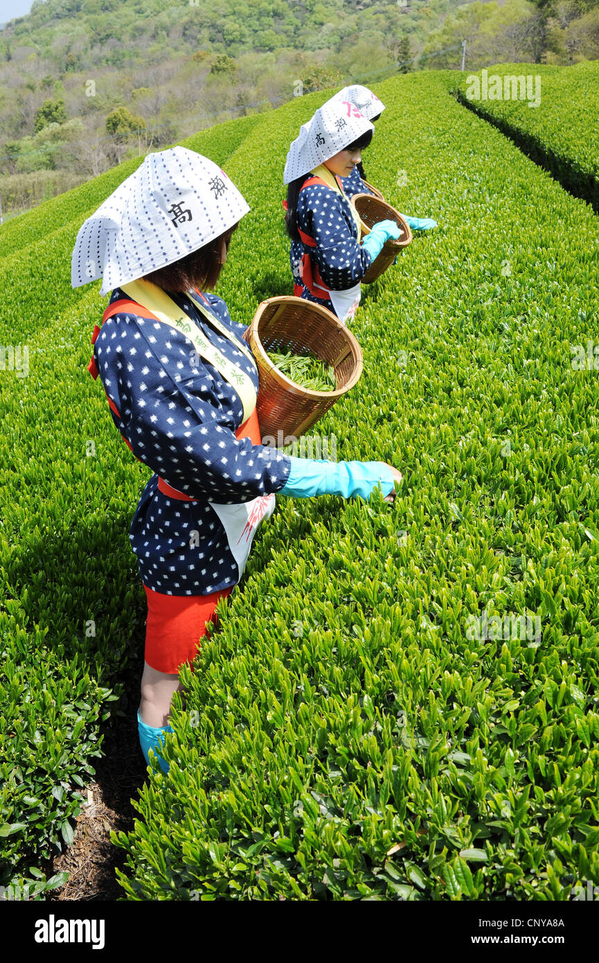 Women harvesting tea leaves Stock Photo - Alamy