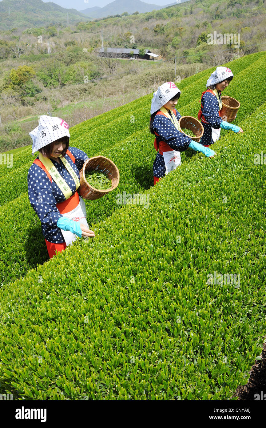 Women harvesting tea leaves Stock Photo - Alamy