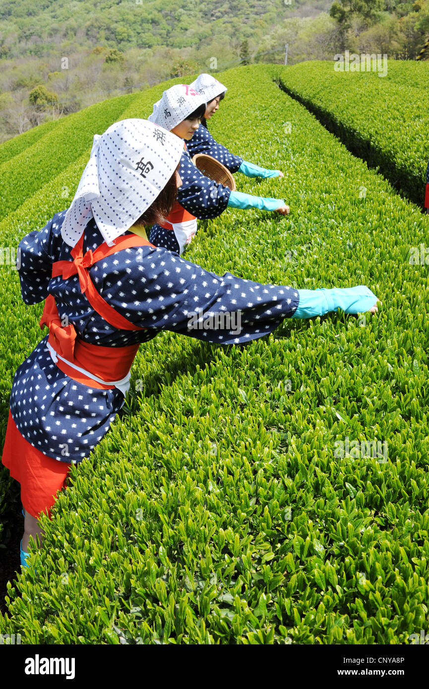 Women harvesting tea leaves Stock Photo - Alamy