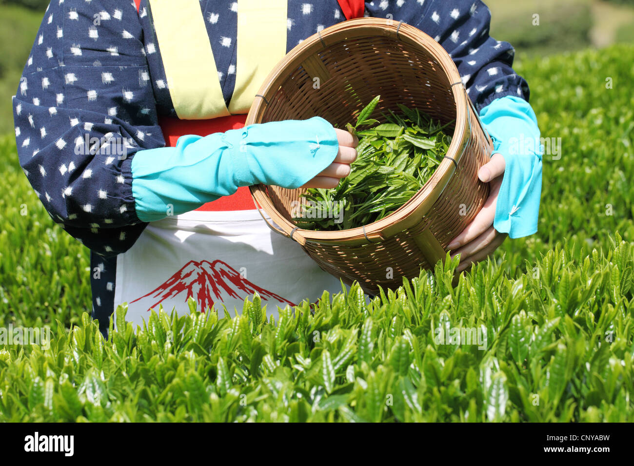 Woman harvesting tea leaves Stock Photo - Alamy