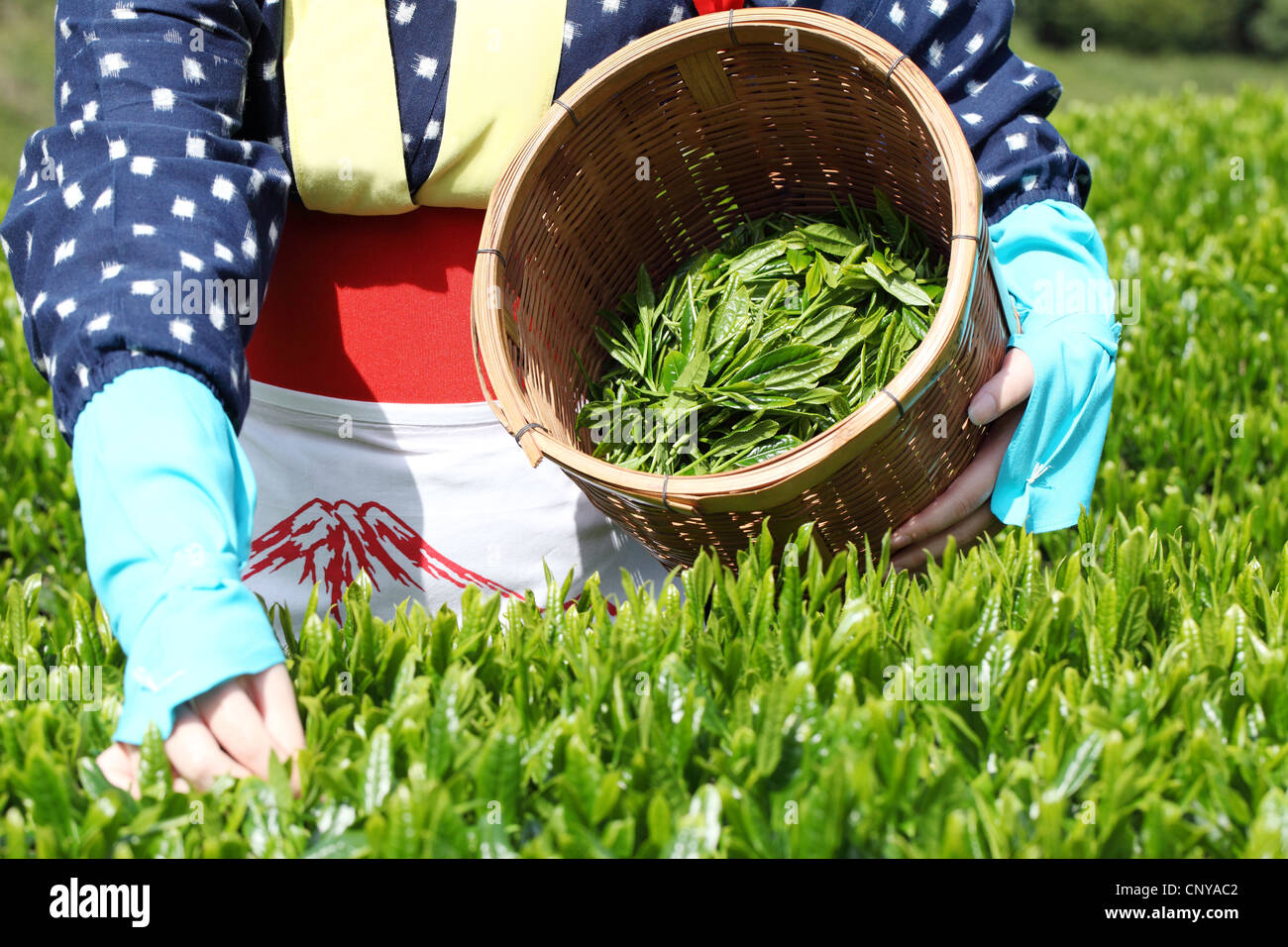 Woman harvesting tea leaves Stock Photo - Alamy