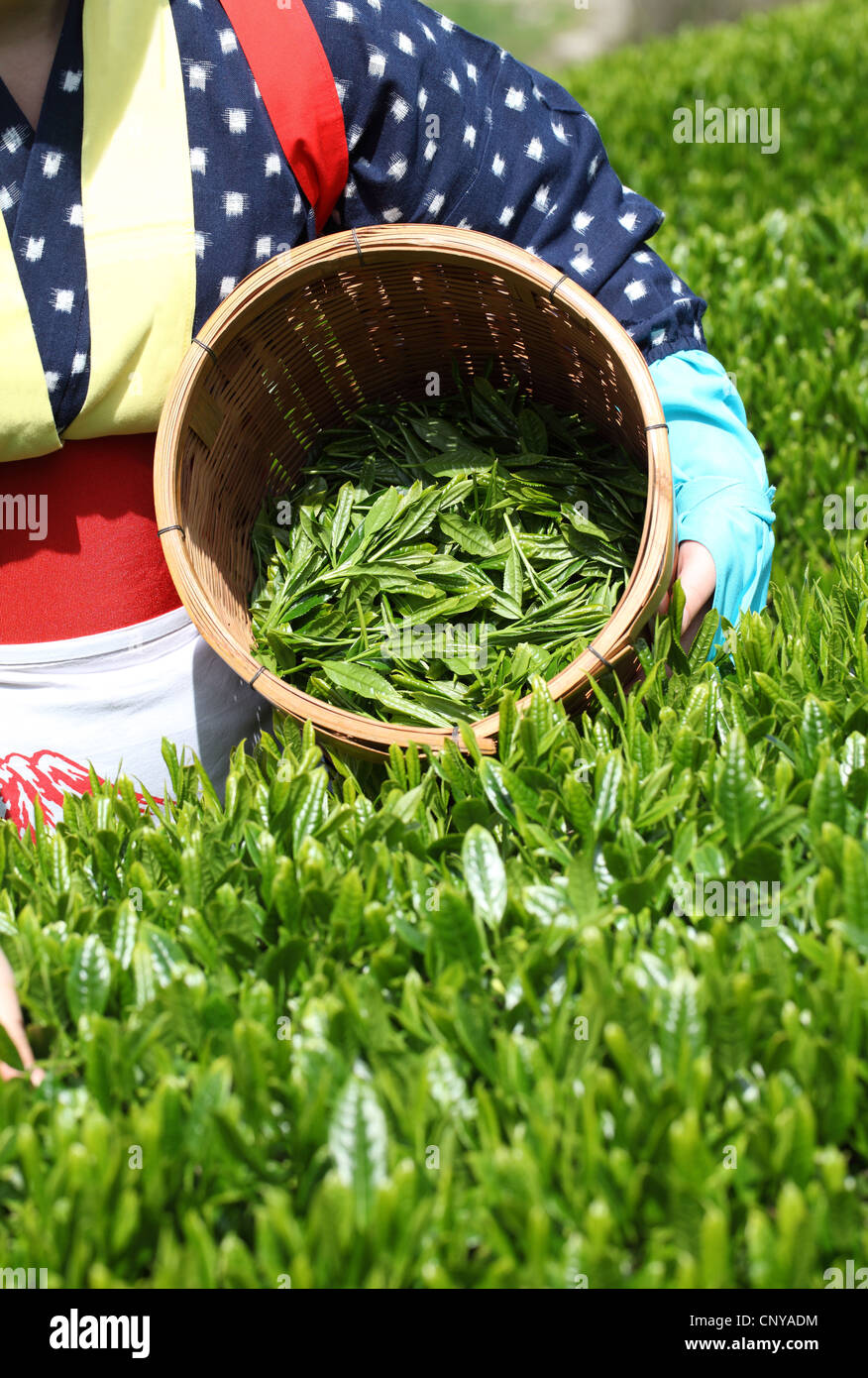 Woman harvesting tea leaves Stock Photo - Alamy