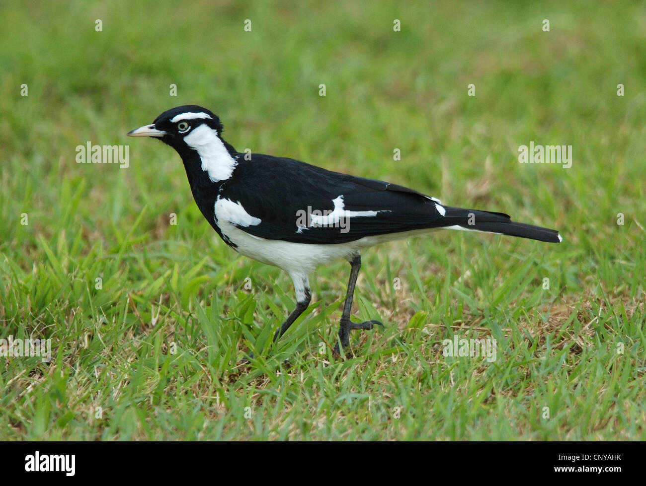Male magpie lark grallina cyanoleuca in hi-res stock photography and ...
