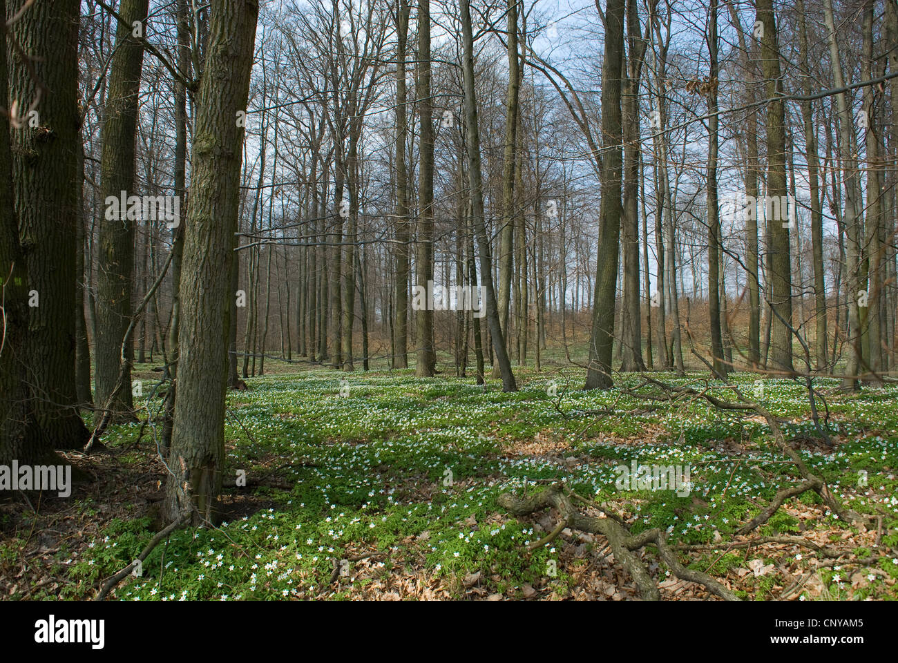 anemone spring forest Stock Photo - Alamy