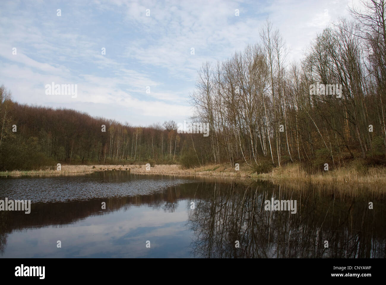 Swamp water spring hi-res stock photography and images - Alamy
