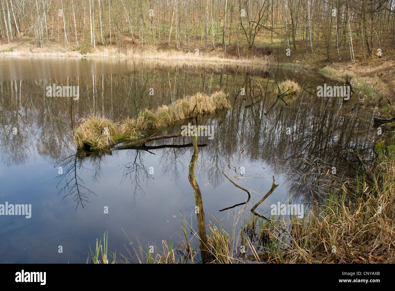 Swamp water spring hi-res stock photography and images - Alamy