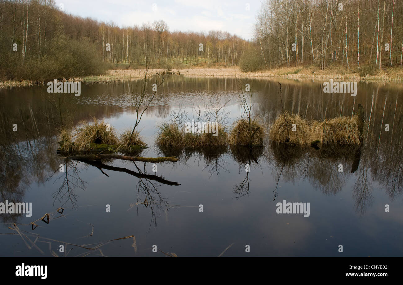 Swamp water spring hi-res stock photography and images - Alamy