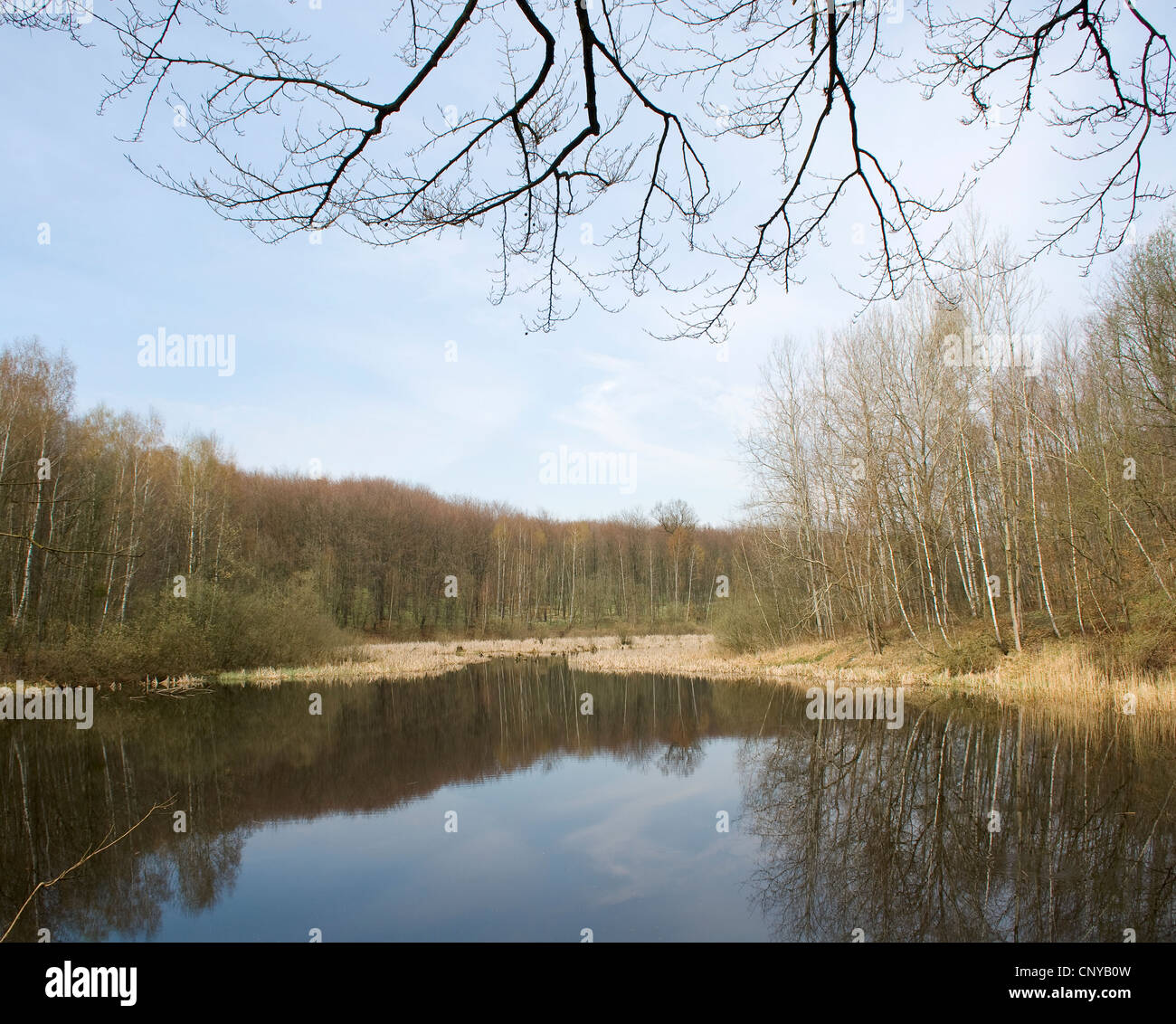 Swamp water spring hi-res stock photography and images - Alamy