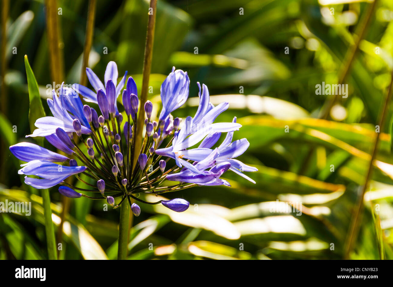 Brodiaea purple flowers Stock Photo - Alamy