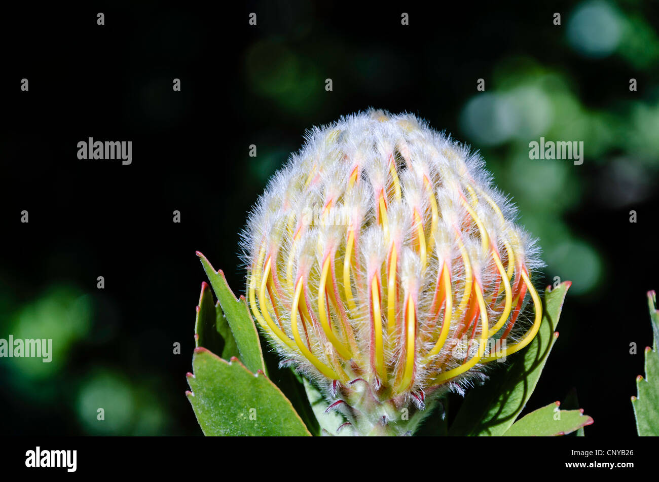 Pin Cushion Protea Stock Photo - Alamy