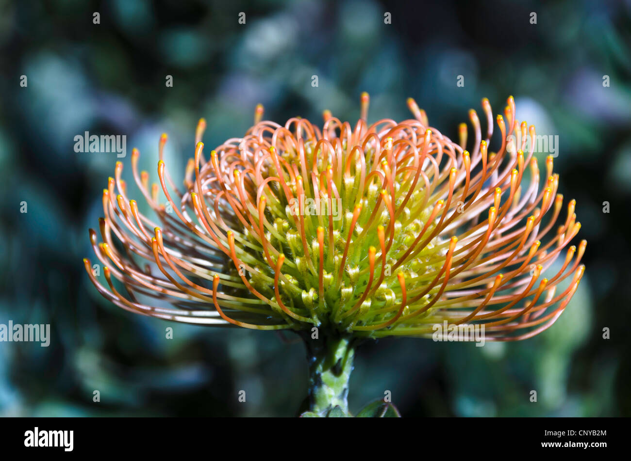 Pin Cushion Protea Stock Photo - Alamy