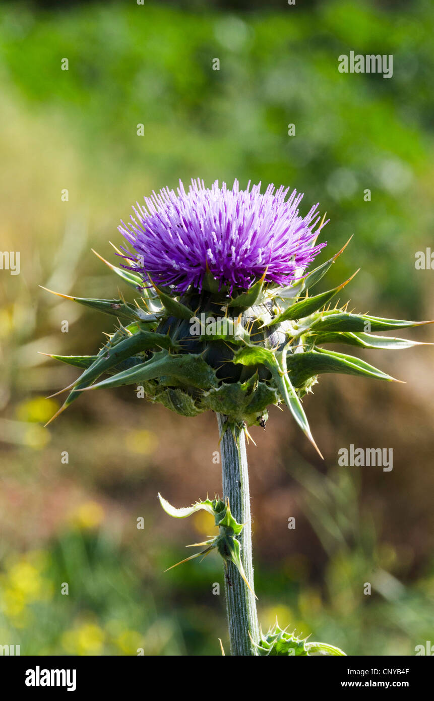 Winged Thistle Californian Purple Wildflower Stock Photo - Alamy