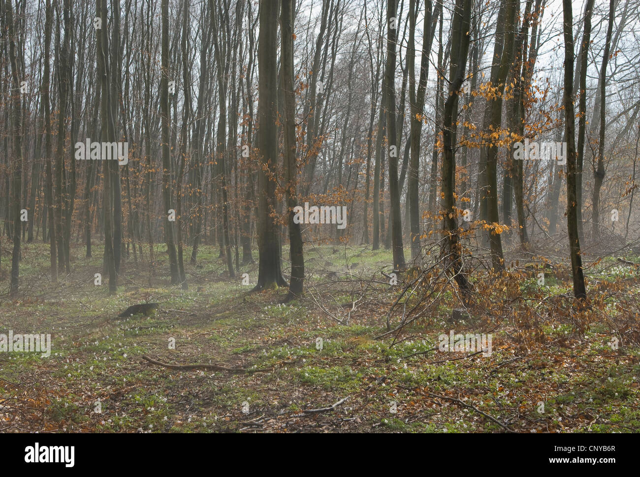 Mist spring forest Stock Photo - Alamy
