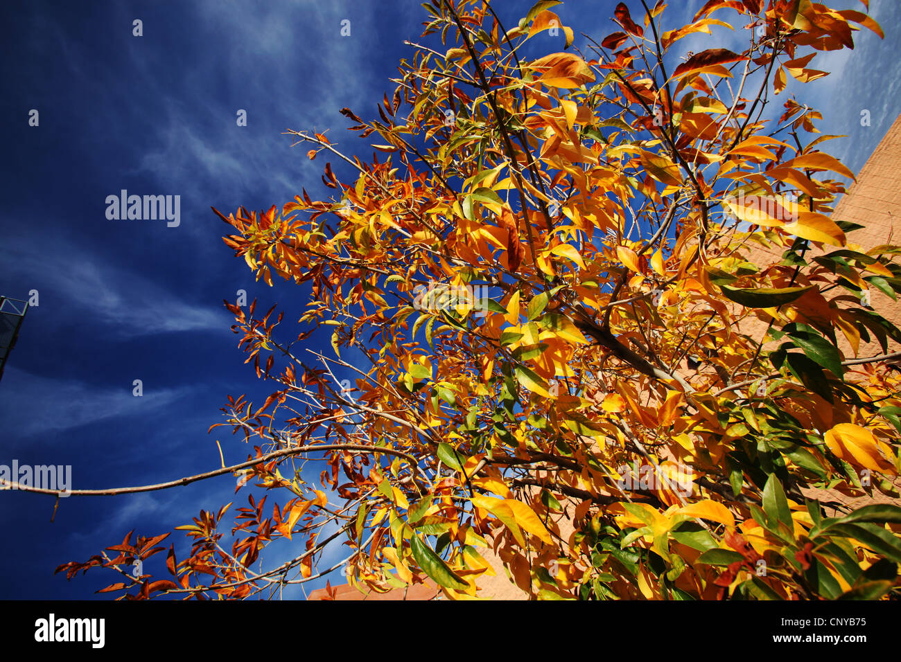 Autumn leaves with Orange color Stock Photo - Alamy