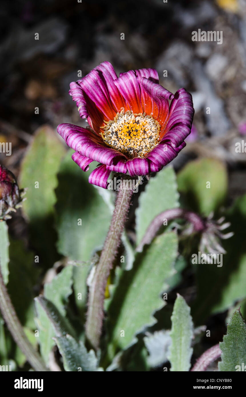 Red daisy hi-res stock photography and images - Alamy