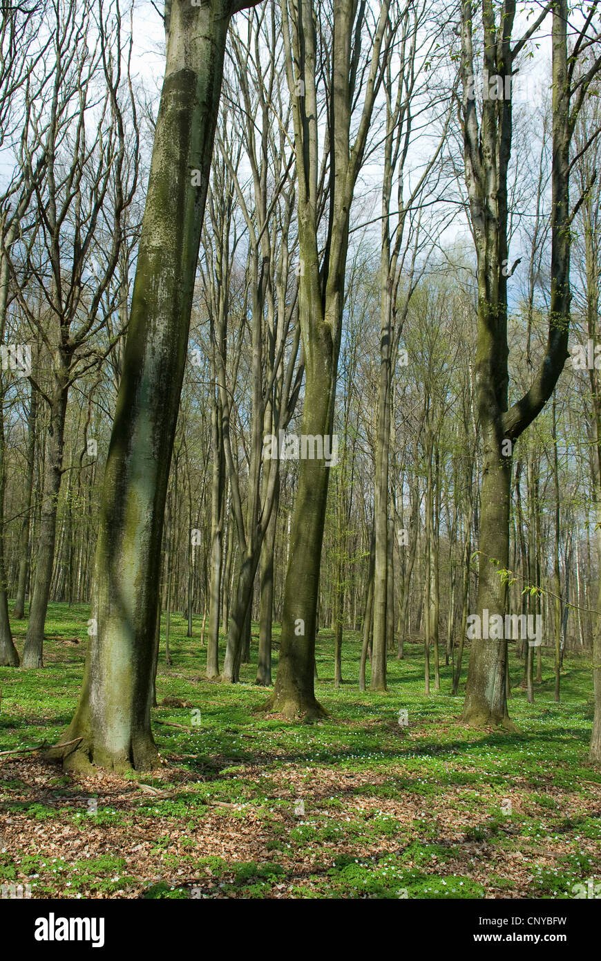 anemone spring forest Stock Photo - Alamy