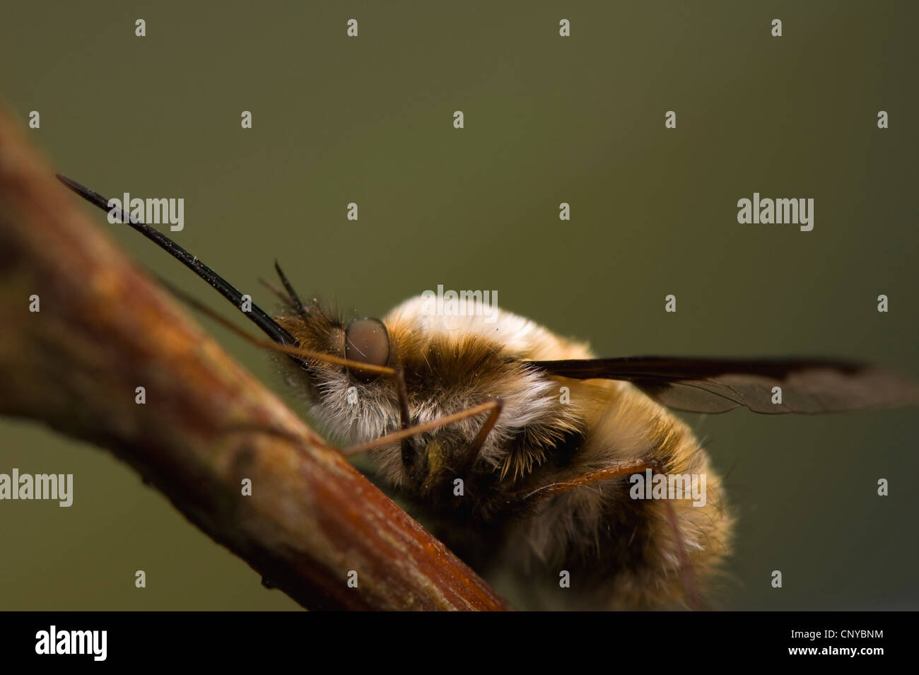 Yellow fly bombylius hi-res stock photography and images - Alamy