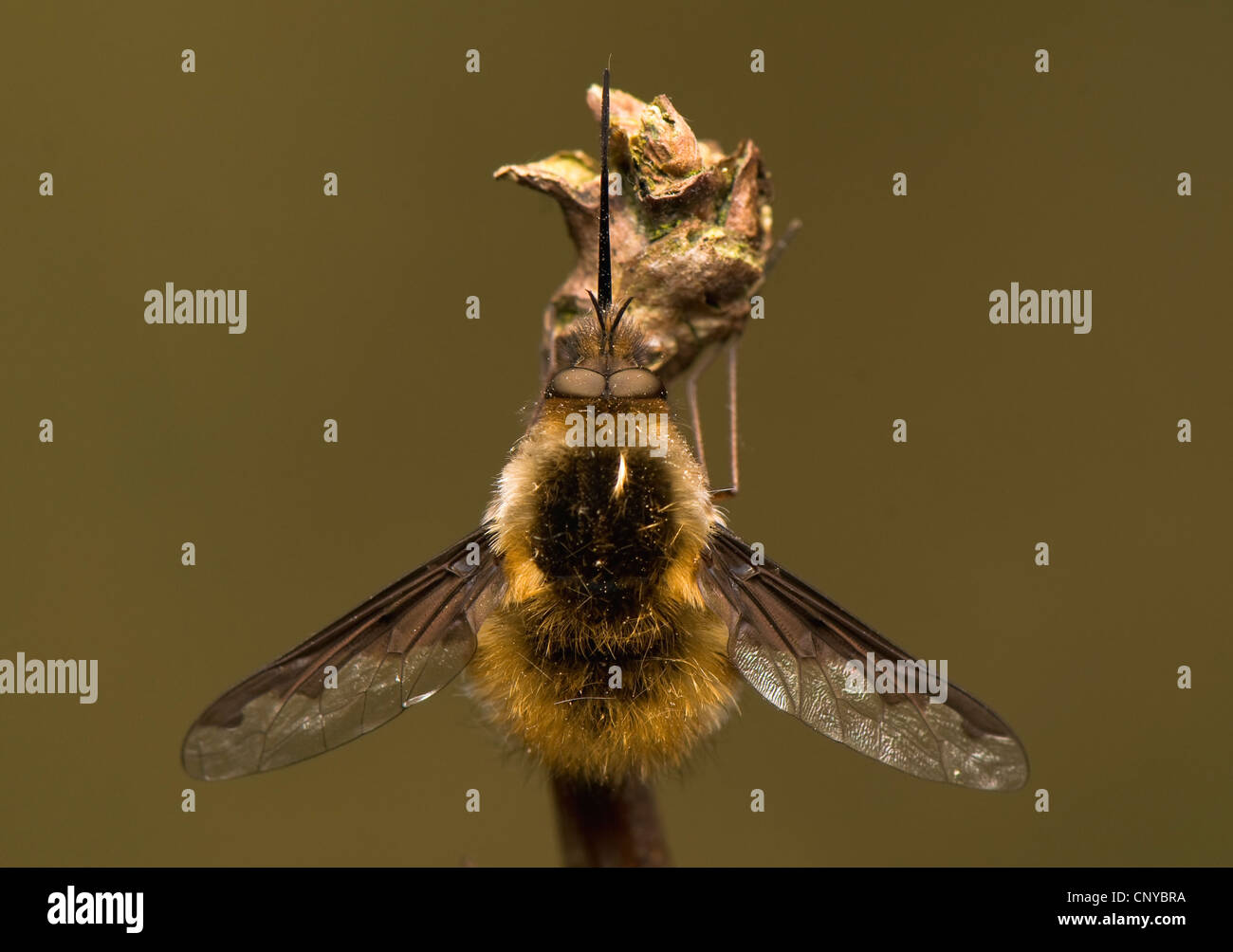 Yellow fly bombylius hi-res stock photography and images - Alamy