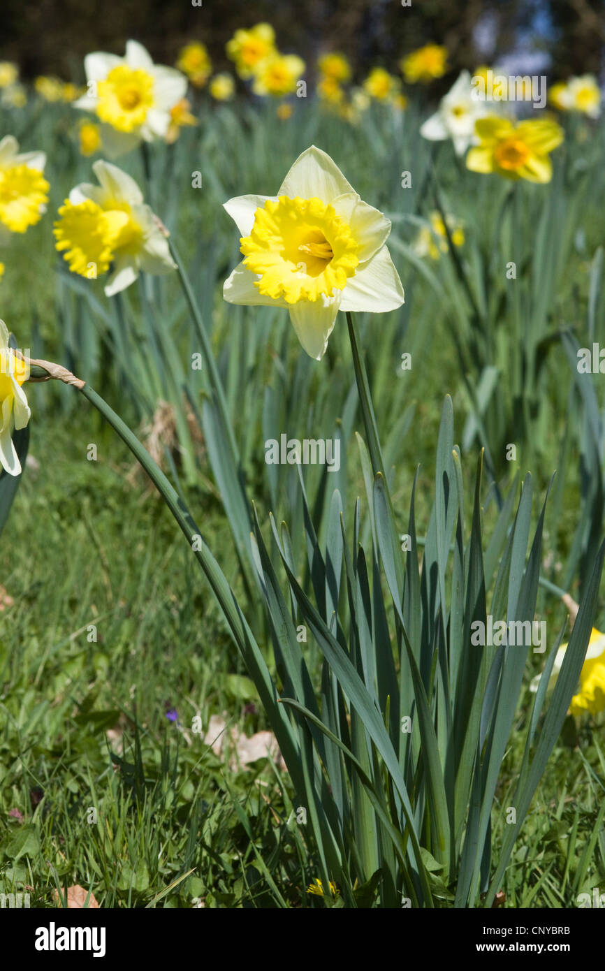 Daffodil in a meadow of wildflowers Narcissus Stock Photo - Alamy