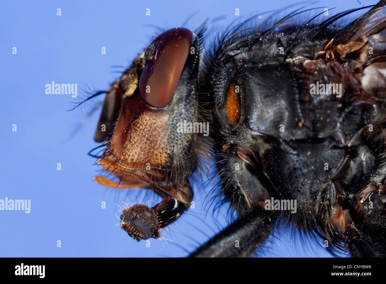 blue blowfly (Calliphora erythrocephala, Calliphora vicina), with ...