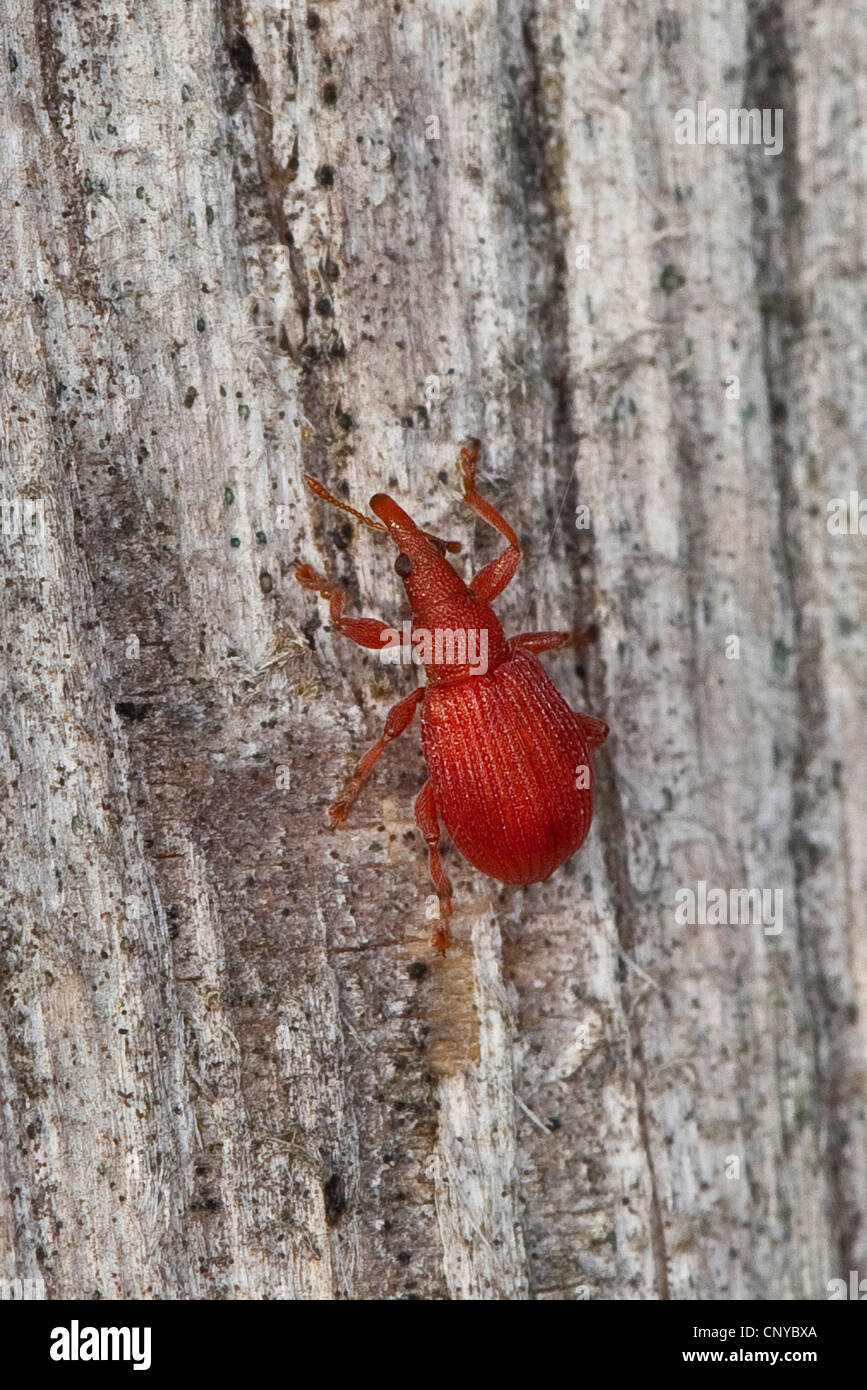Red apion weevil (Apion frumentarium, Apion haematodes), sitting on ...