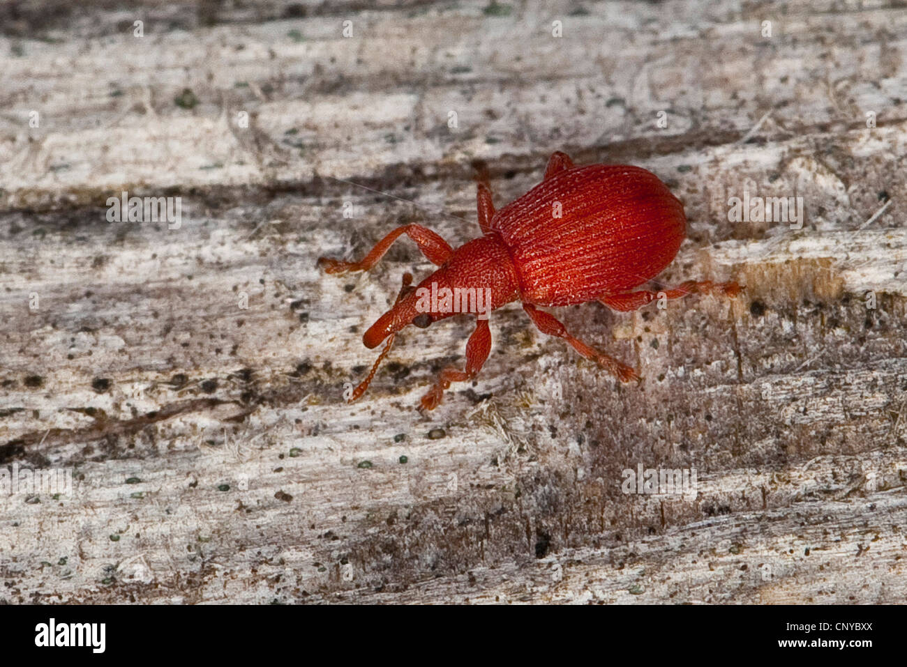Red apion weevil (Apion frumentarium, Apion haematodes), sitting on ...