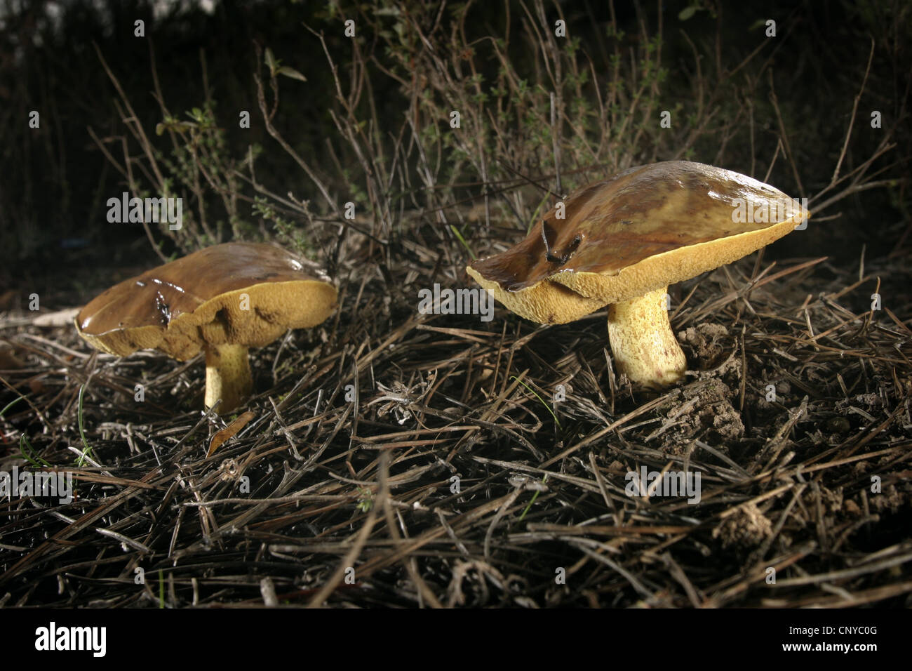 Picture: Steve Race - Suillus Granulatus, the Granulated Boletus, an ...