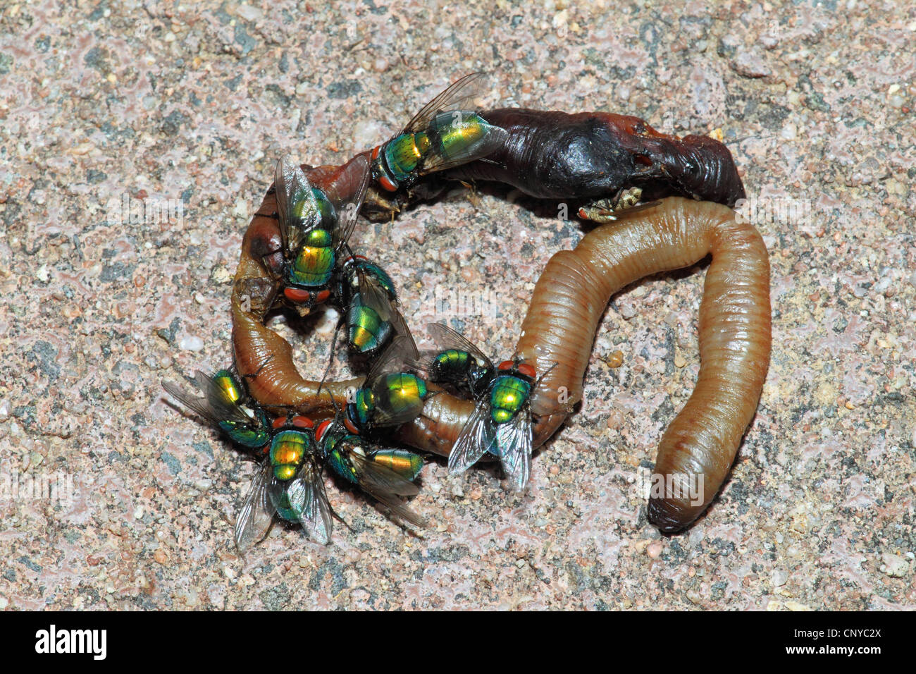 Dead earthworm hi-res stock photography and images - Alamy