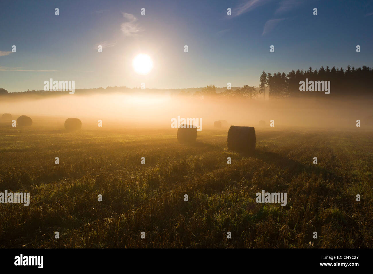 bales of straw on a field in early morning fog and sunris, Germany ...