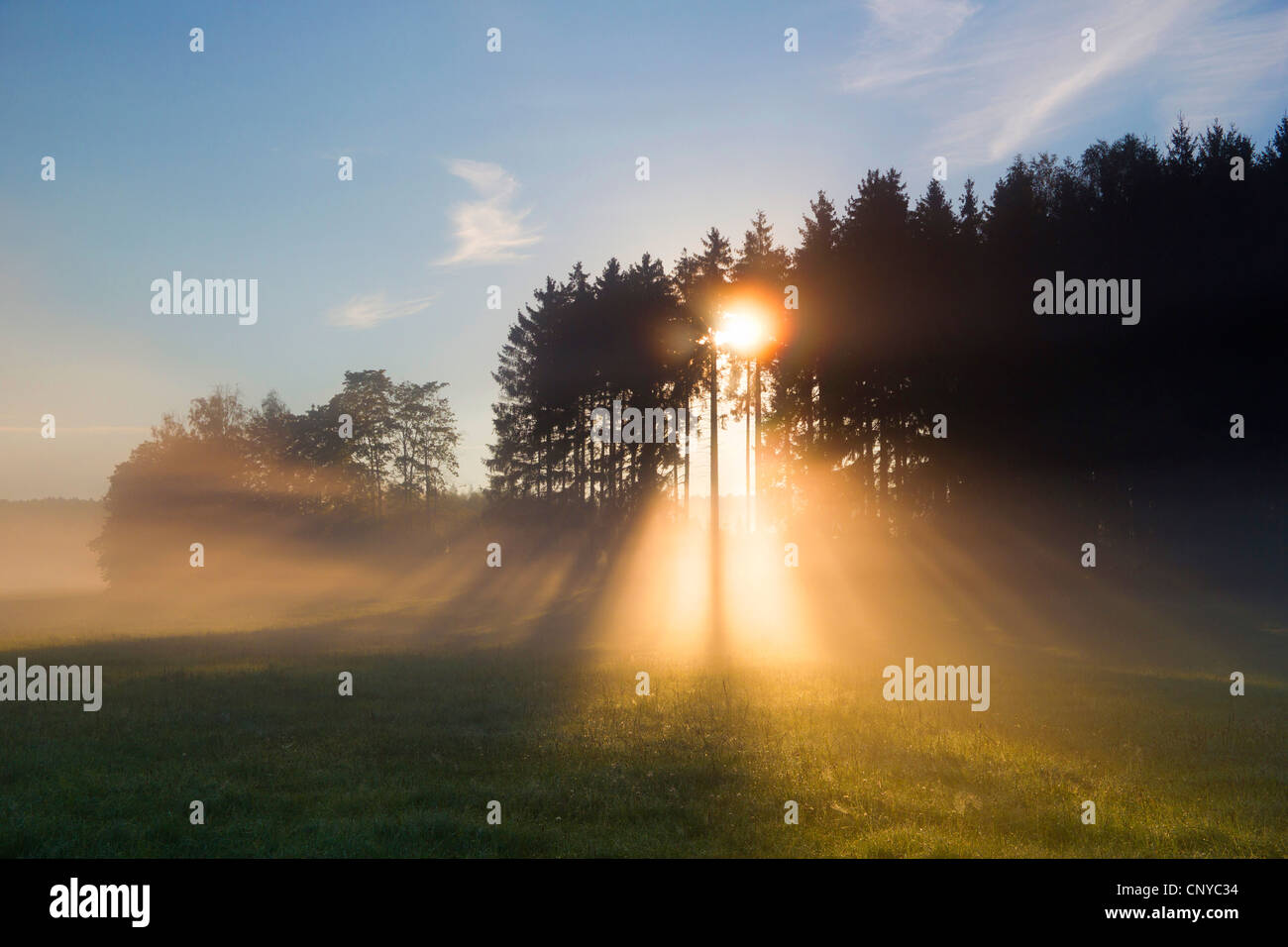 Sun over forest hi-res stock photography and images - Alamy