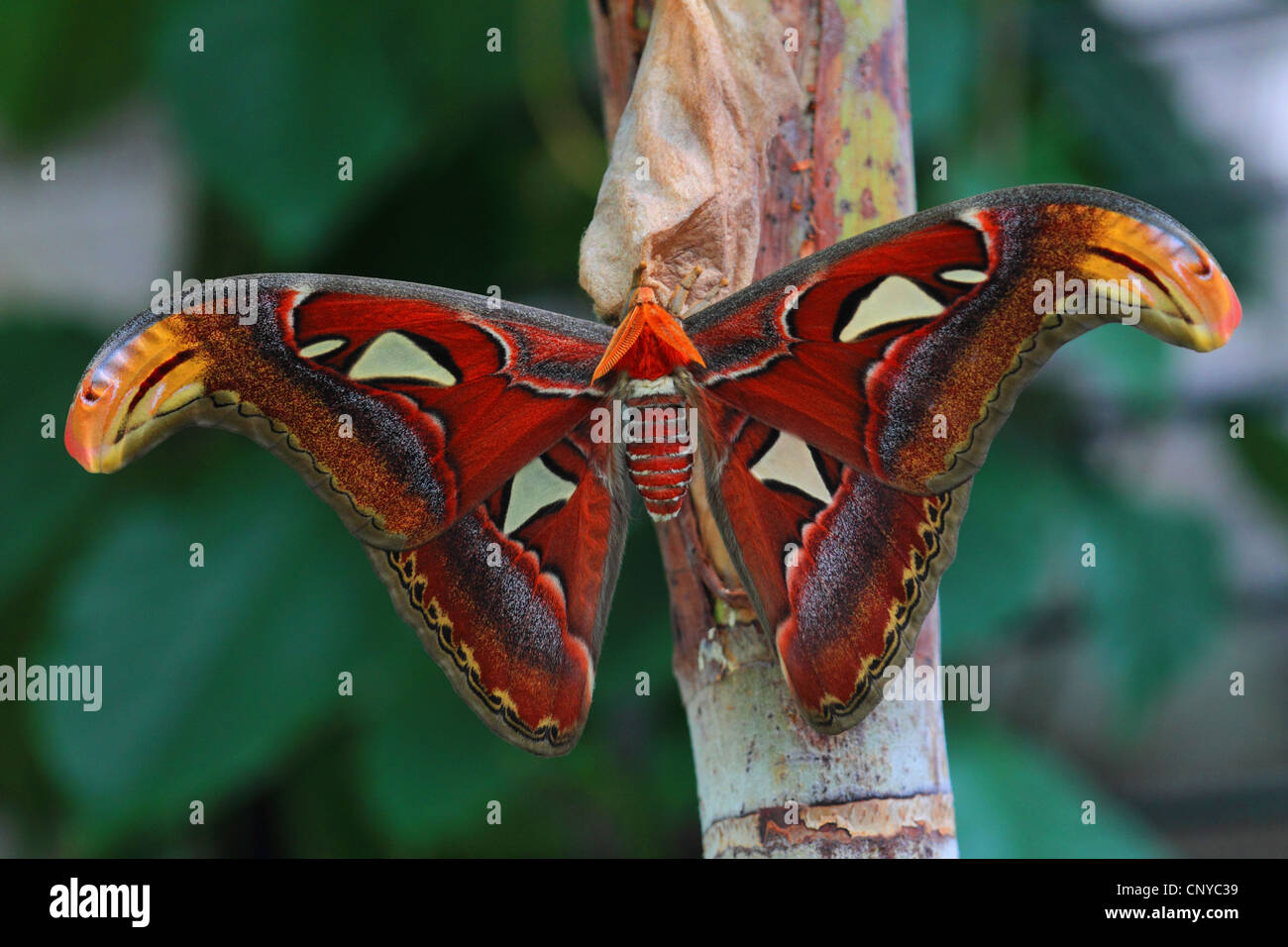 Atlas moth attacus atlas hi-res stock photography and images - Alamy
