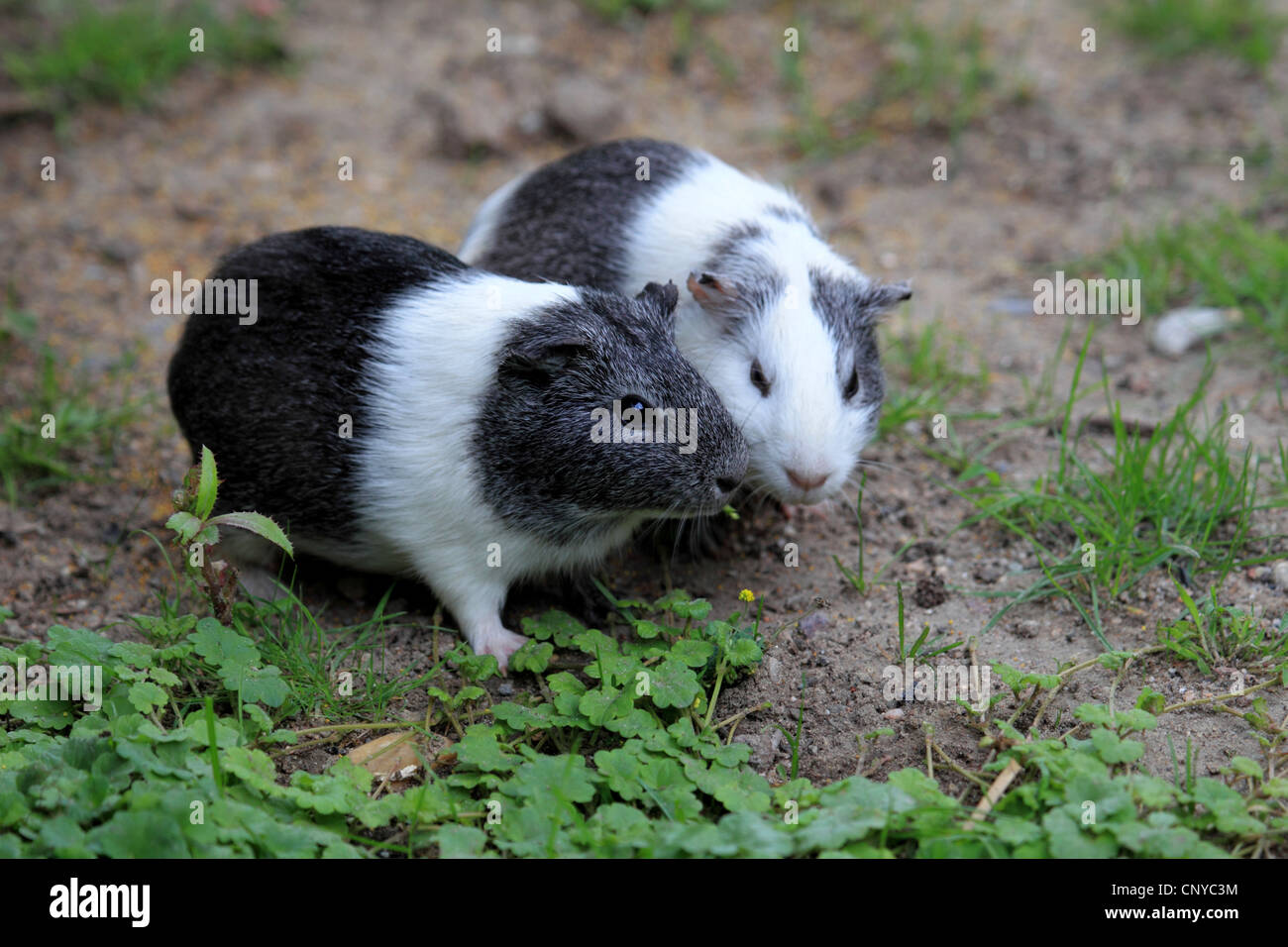 Cavia hi-res stock photography and images - Alamy