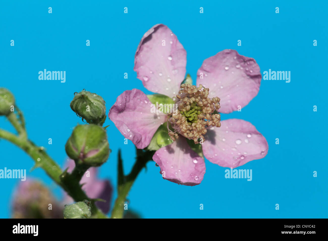 shrubby blackberry (Rubus fruticosus), flower, Germany Stock Photo - Alamy