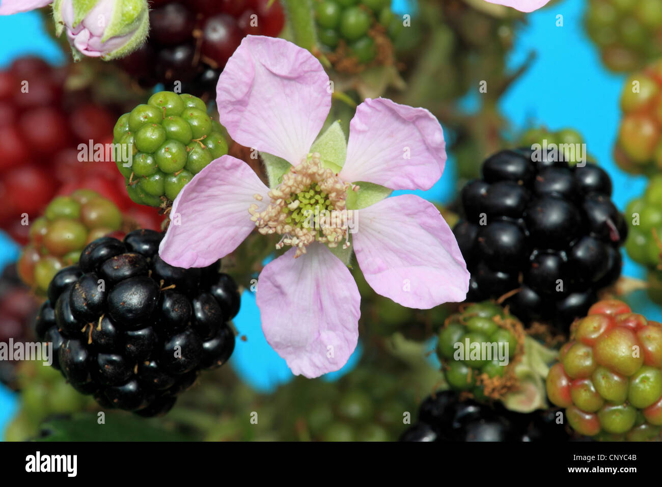 Blackberry bramble rubus fruticosus flowers hi-res stock photography ...