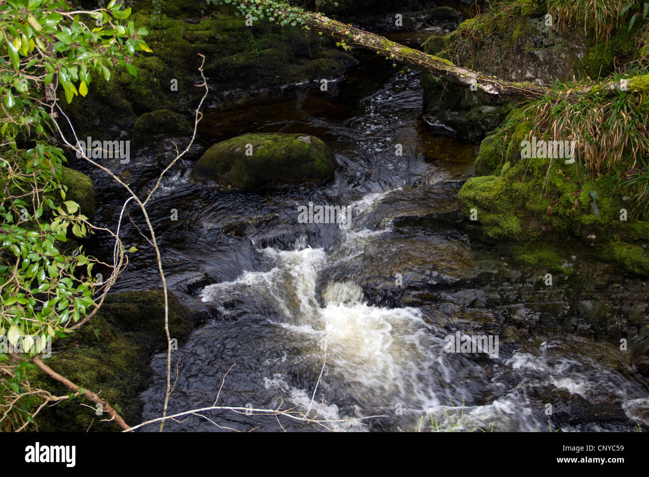 Wood of Cree in Galloway, Scotland Stock Photo - Alamy