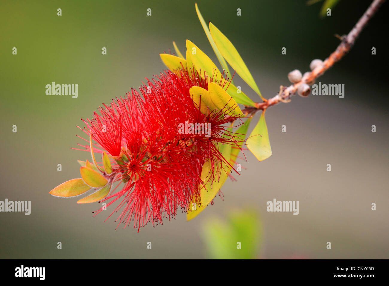Red bottlebrush, Weeping bottlebush (Callistemon citrinus ...