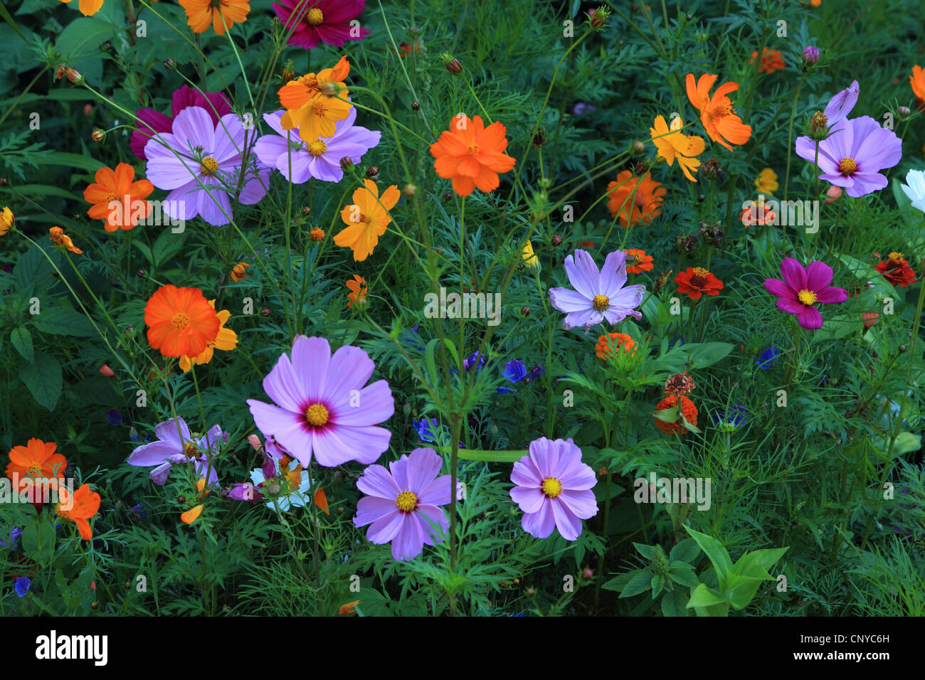 Mexican aster cosmos bipinnatus hi-res stock photography and images - Alamy