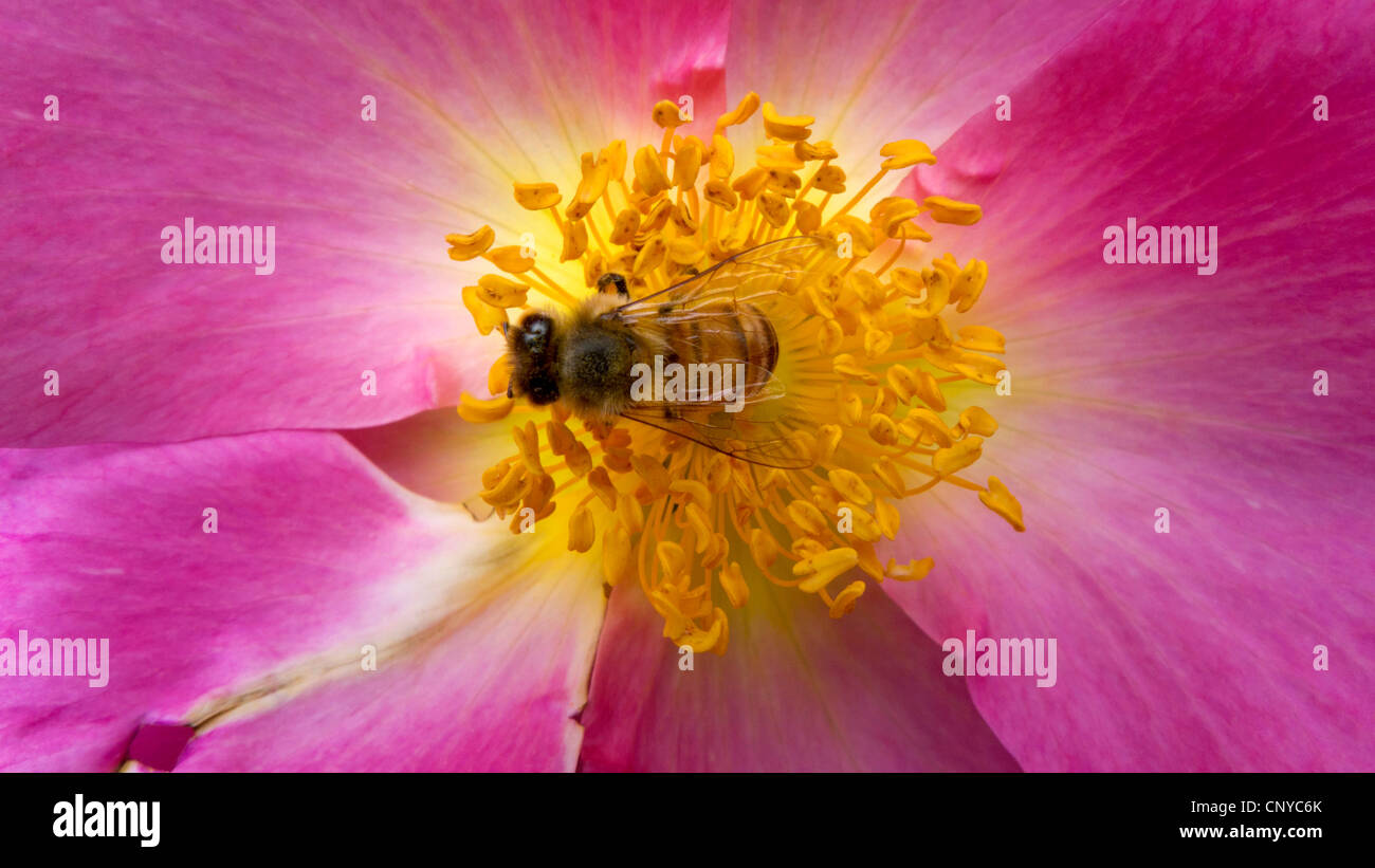 A bee collecting pollen from a flower in California Stock Photo - Alamy