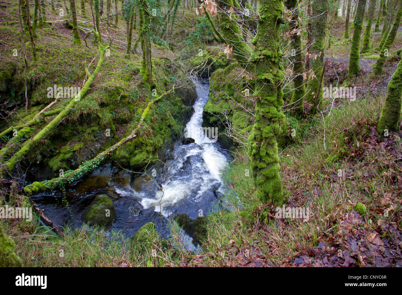 Wood of Cree in Galloway, Scotland Stock Photo - Alamy