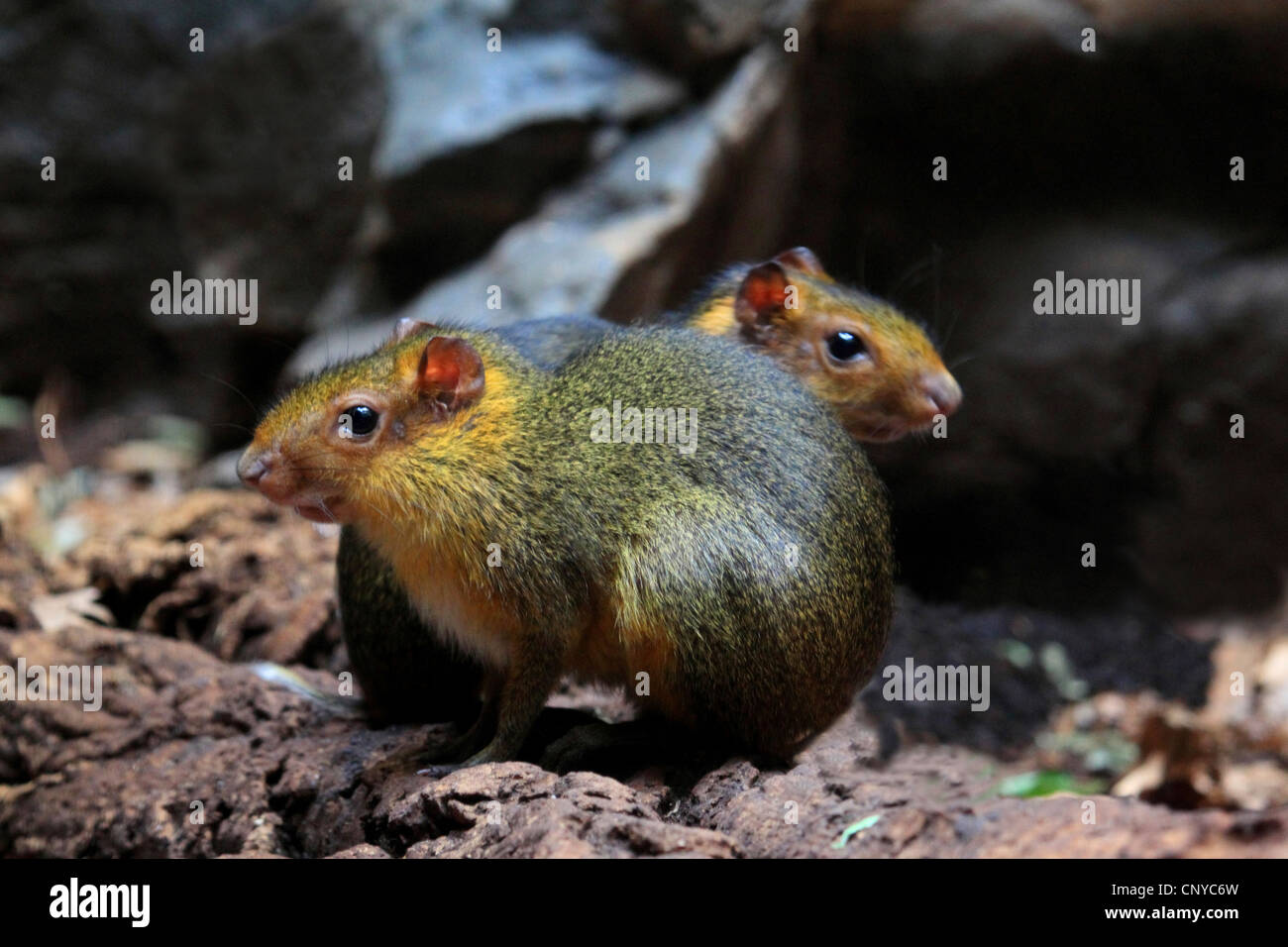 Green acouchi or green acouchy myoprocta pratti hi-res stock ...