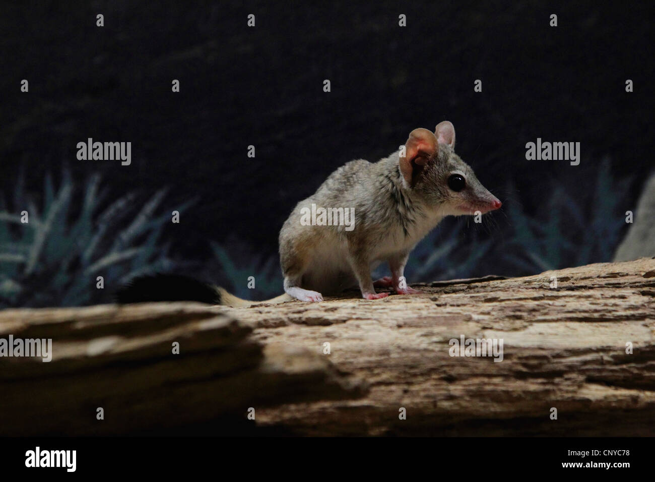 kowari (Dasyuroides byrnei), on dead wood Stock Photo - Alamy