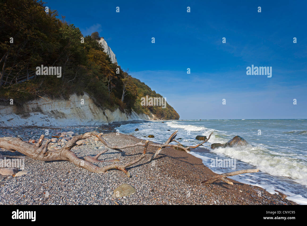 dead branch lying on the beach in front of chalk rocks, Germany ...