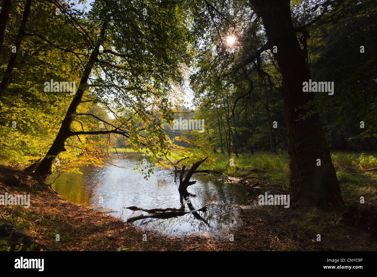 lake at forest edge in autumn, Germany, Mecklenburg-Western Pomerania ...