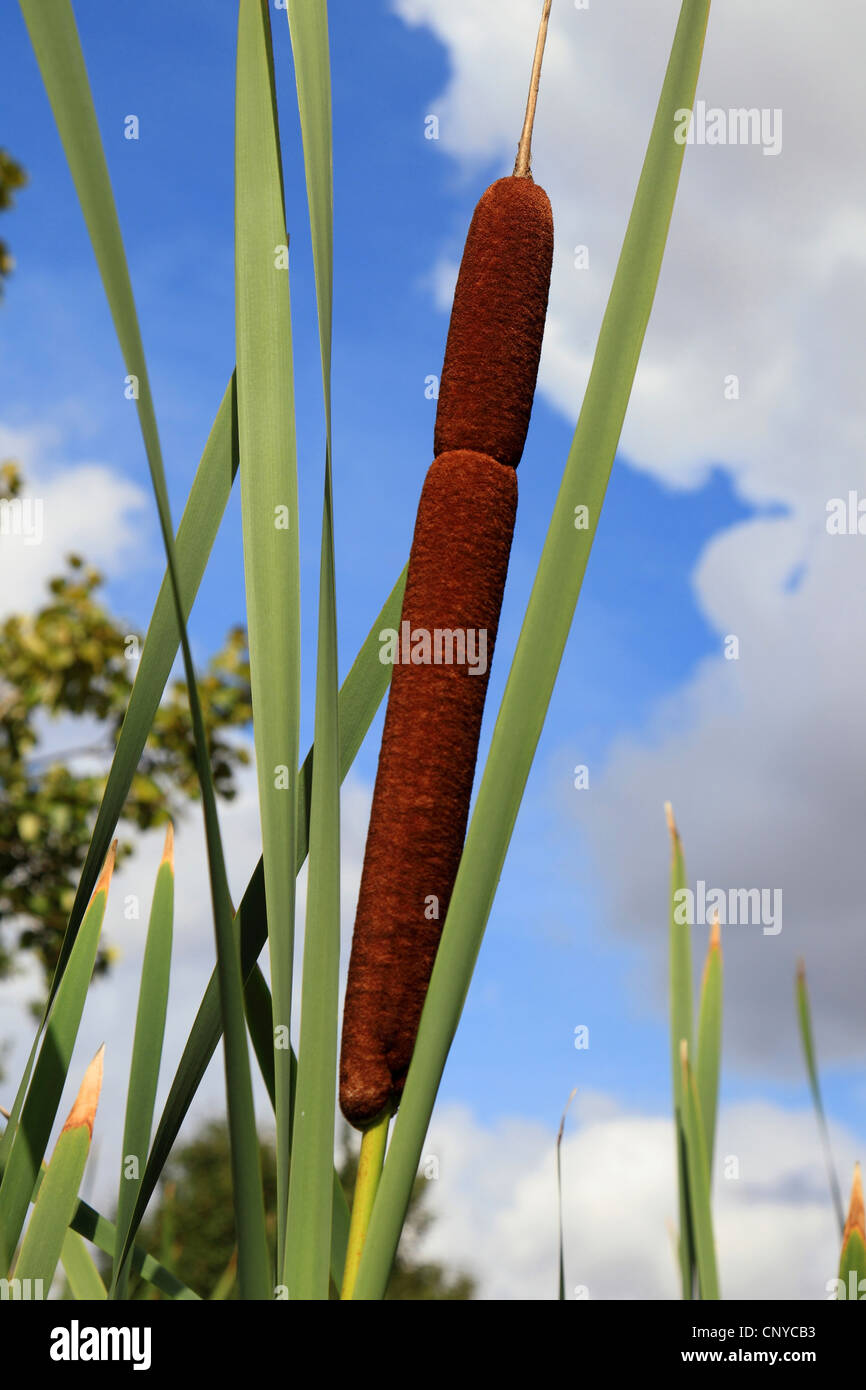 Reeds inflorescence hi-res stock photography and images - Alamy