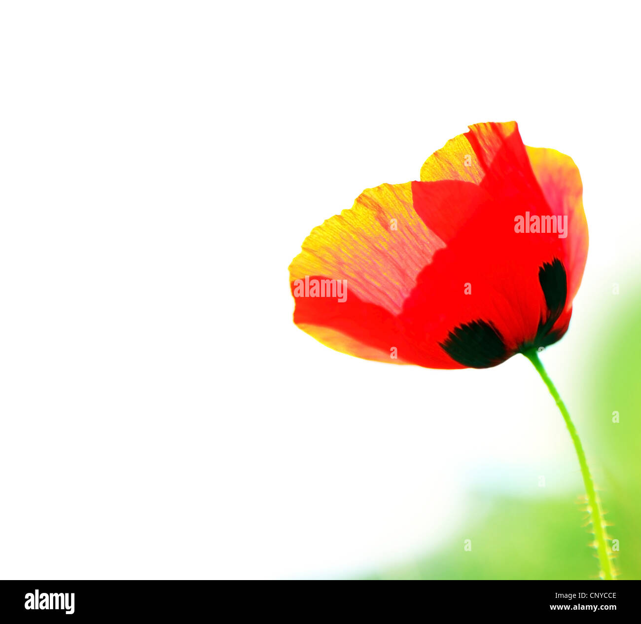 Poppy border hi-res stock photography and images - Alamy