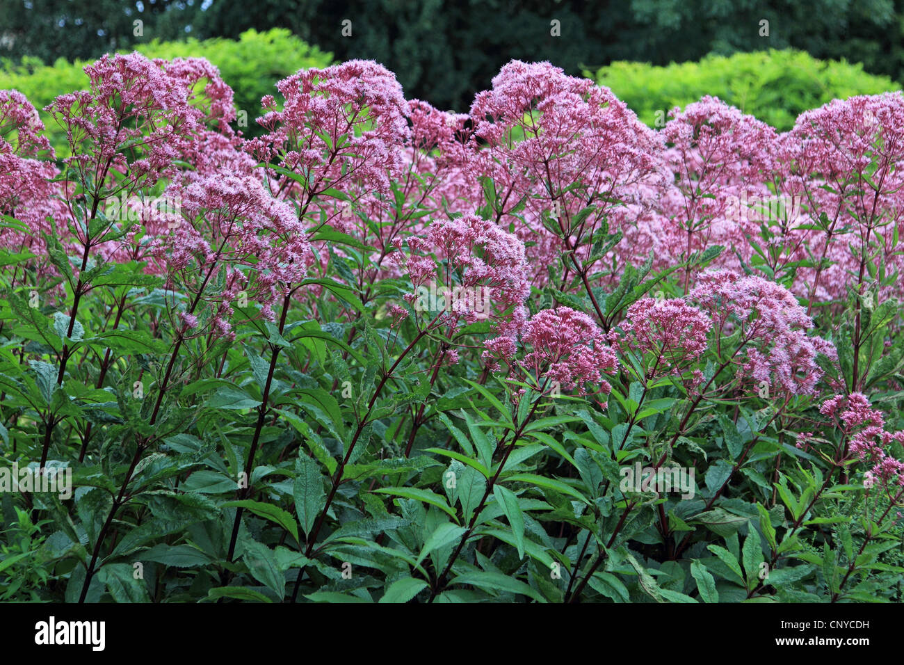 Joe Pye weed (Eupatorium spec.), blooming Stock Photo - Alamy