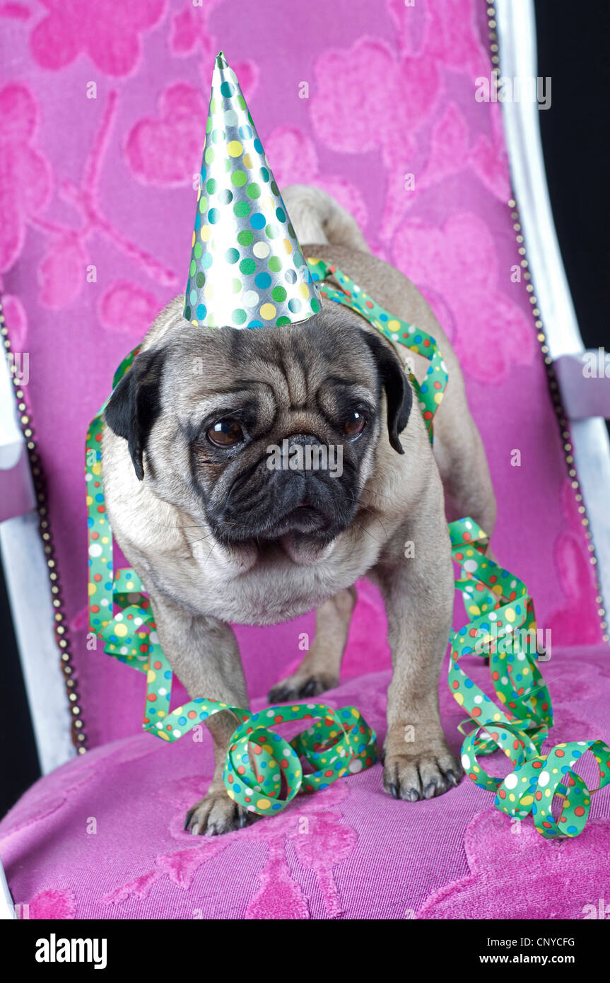 Pug (Canis lupus f. familiaris), pug celebrating party Stock Photo - Alamy