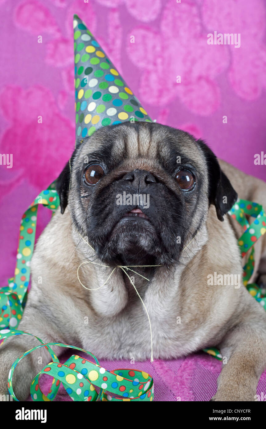 Pug (Canis lupus f. familiaris), pug celebrating party Stock Photo - Alamy