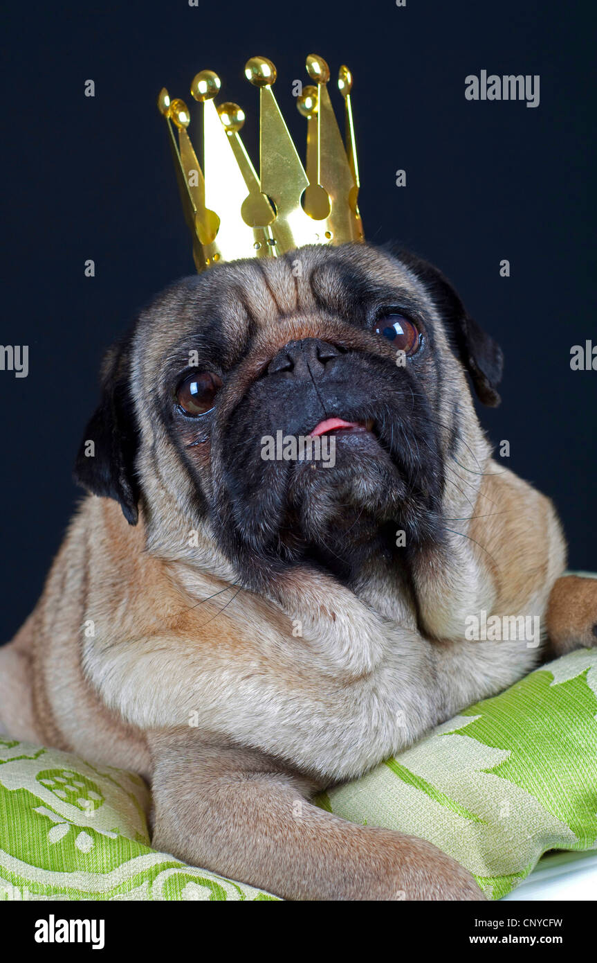 Pug (Canis lupus f. familiaris), with crown Stock Photo - Alamy